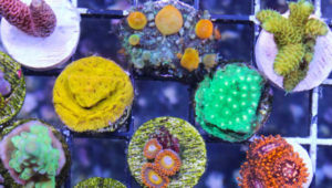 Fragbox: Canada's Best Coral Frags and Saltwater Fish Store.