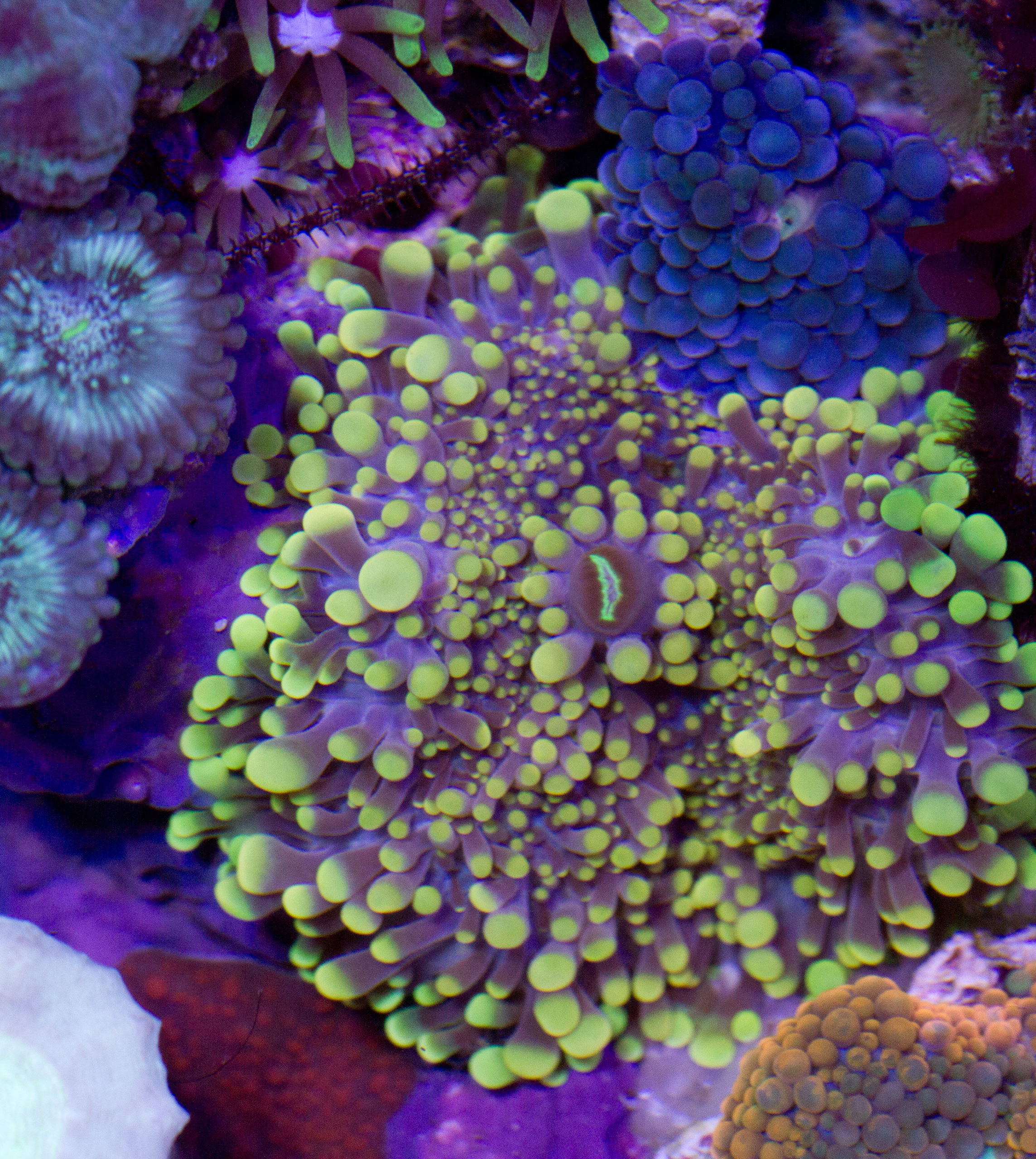 Yellow Yuma Mushroom Coral - Frag Box Corals