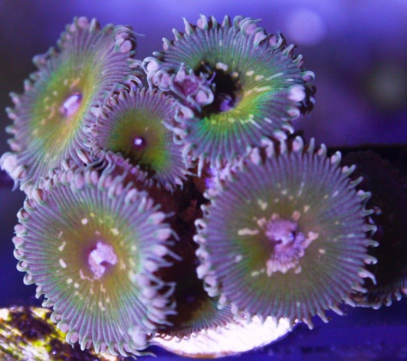 Palythoa Grandis - Frag Box Corals