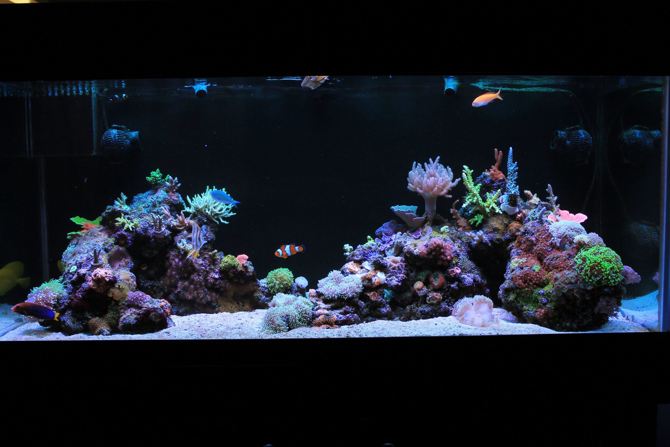 Salt Water Perfection - Frag Box Corals