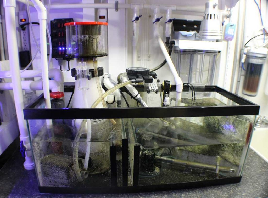 Salt Water Perfection - Frag Box Corals