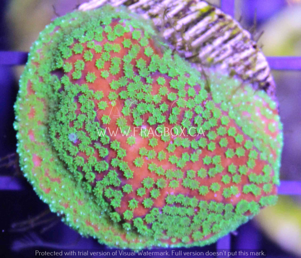 Sunset Montipora (Row #25) - Frag Box Corals