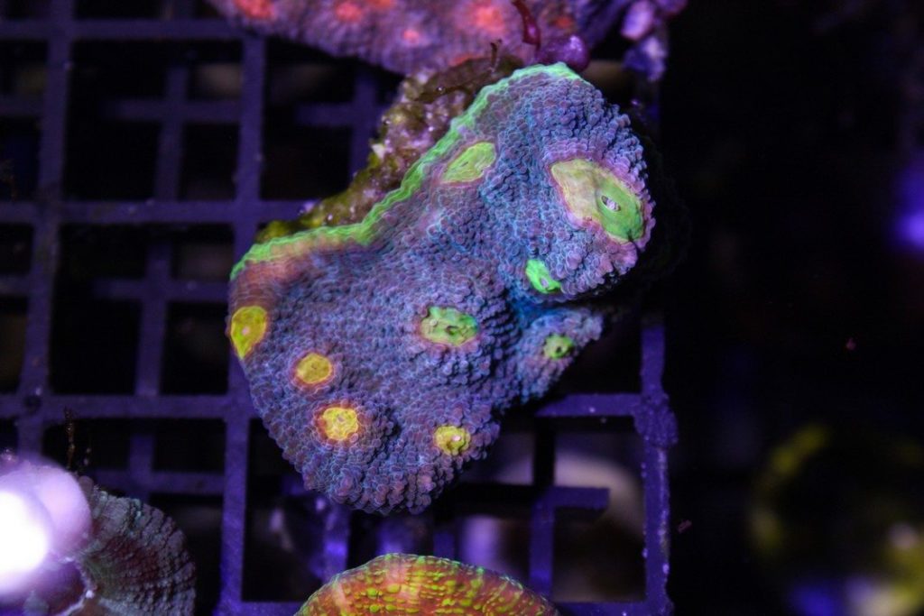 Alien Eye Chalice - Frag Box Corals