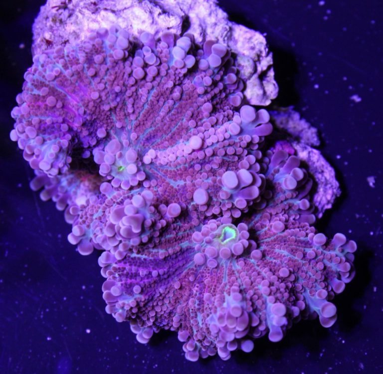 Yuma Coral - Frag Box Corals