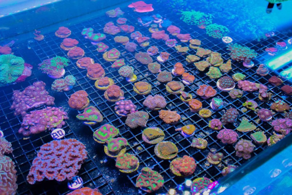 Nicest sps coral canada - Frag Box Corals