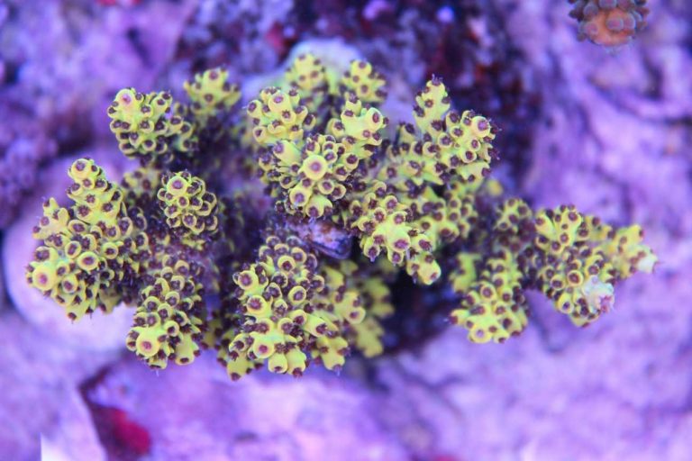 Pikachu Acropora - Frag Box Corals