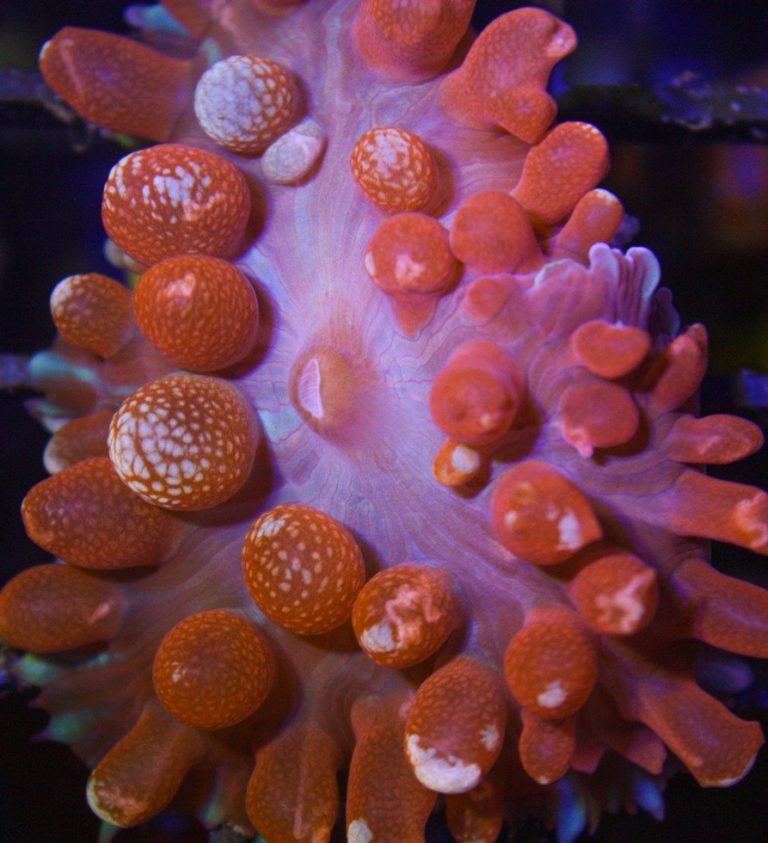 Red Bounce Mushroom - Frag Box Corals