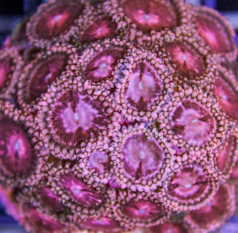 The Ultimate Zoanthid Coral Care Guide