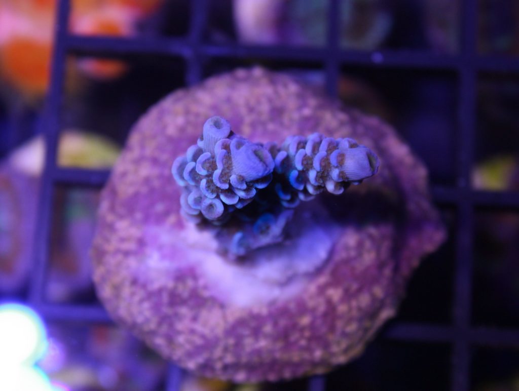 Blue Matrix Acropora - Frag Box Corals
