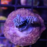 Fragbox: Canada's Best Coral Frags and Saltwater Fish Store.