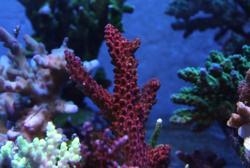 RR Red Diablo - Frag Box Corals