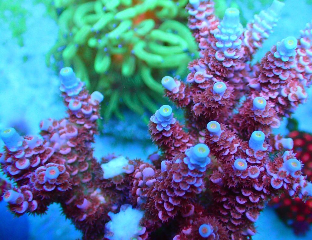 RR Angry Bird 1'' Frag - Frag Box Corals