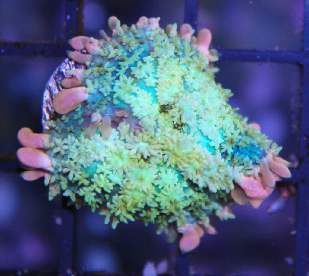 Frankenstein bounce mushroom - Frag Box Corals
