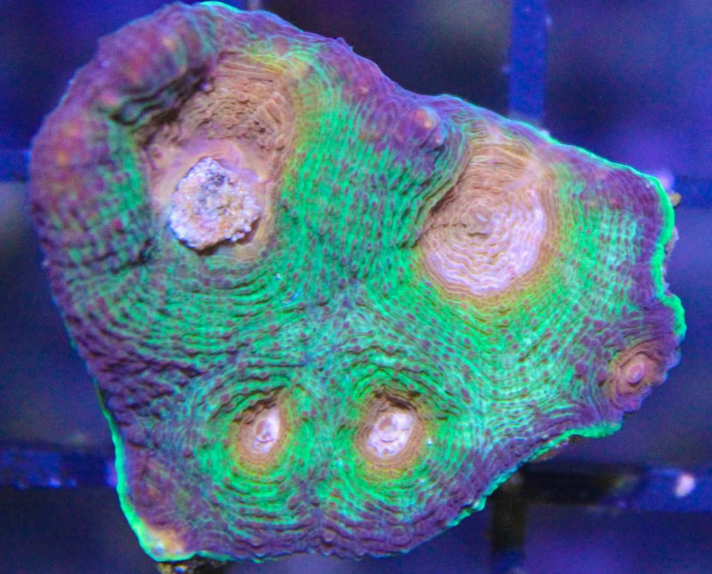 pink watermelon favia frag - Frag Box Corals