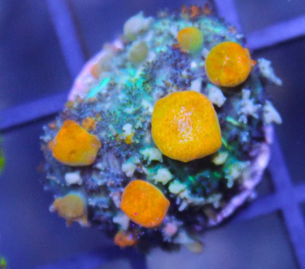 wwc bounce mushroom - Frag Box Corals