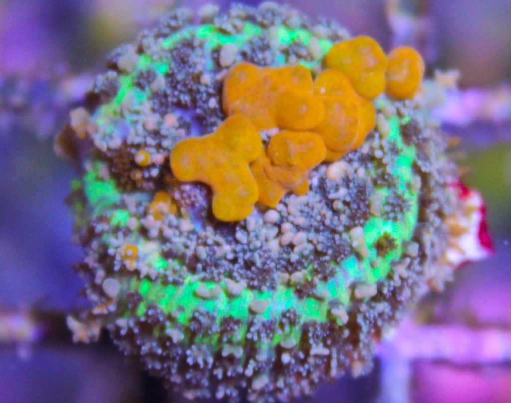 bounce mushroom - Frag Box Corals