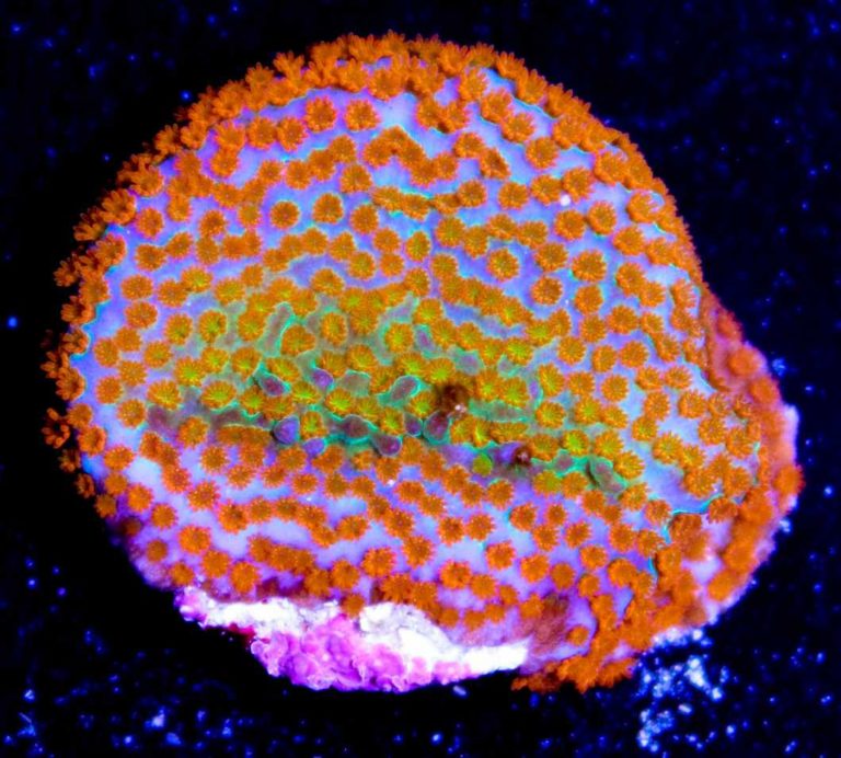 Rainbow Montipora - Frag Box Corals