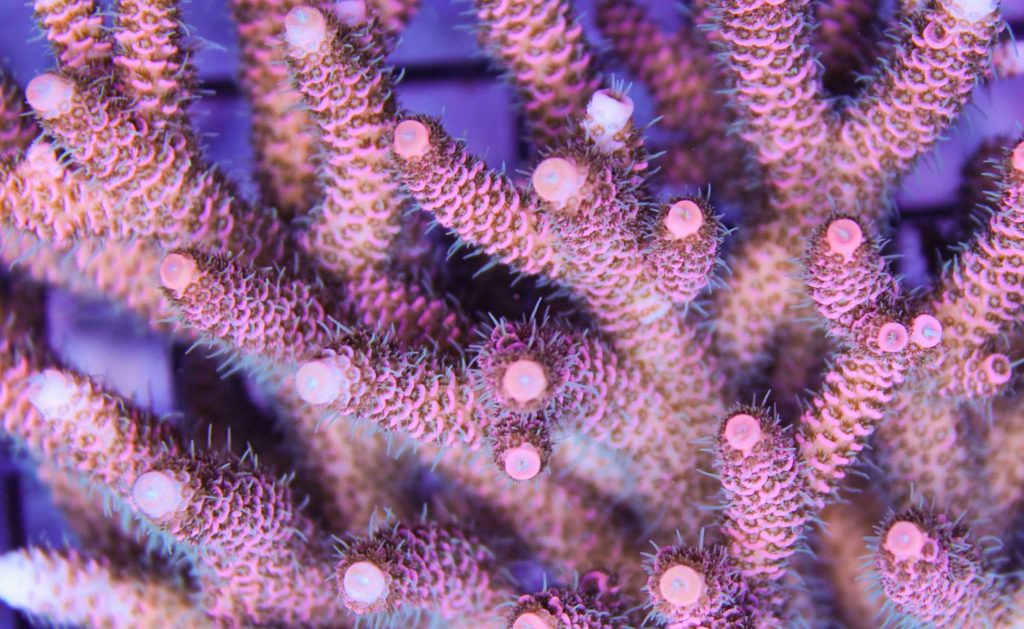 Pink Millepora - Frag Box Corals
