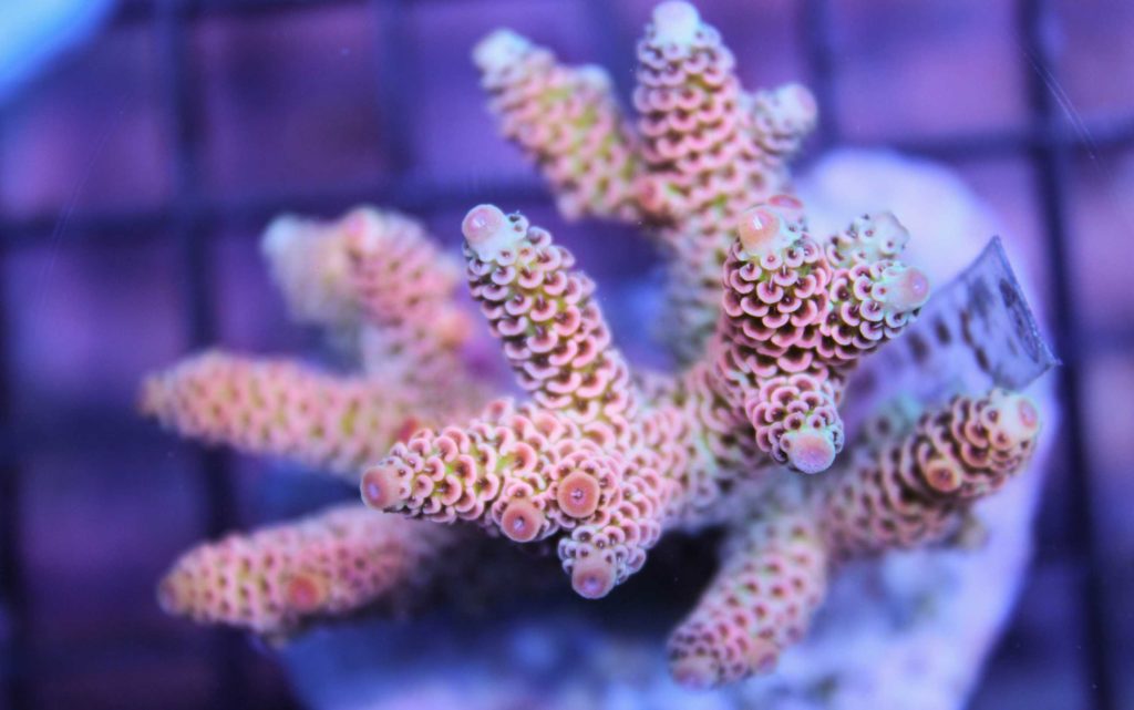 Acropora Millepora - Frag Box Corals