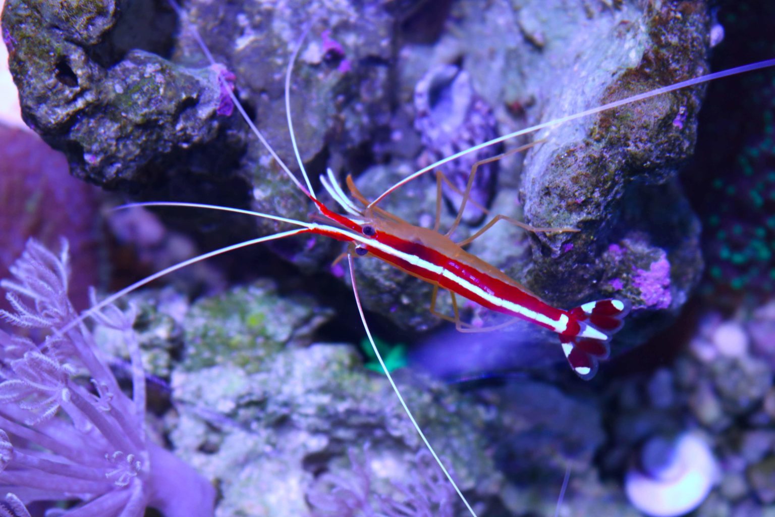 Scarlet Skunk Cleaner Shrimp - Frag Box Corals