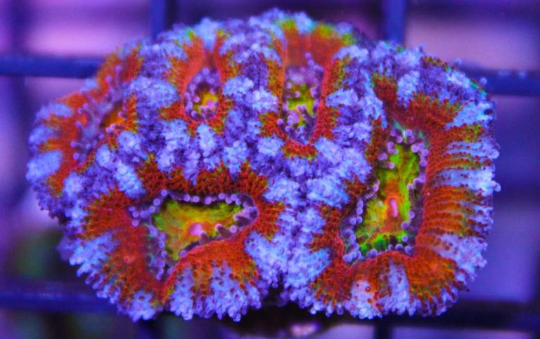 Rainbow Acan - Frag Box Corals