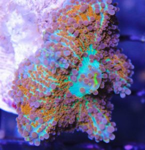 Yuma Coral - Frag Box Corals