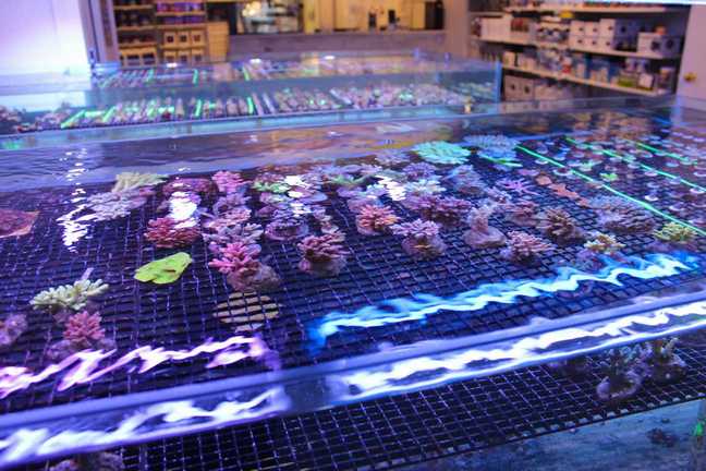 Toronto's Best Aquarium Store and Saltwater Corals