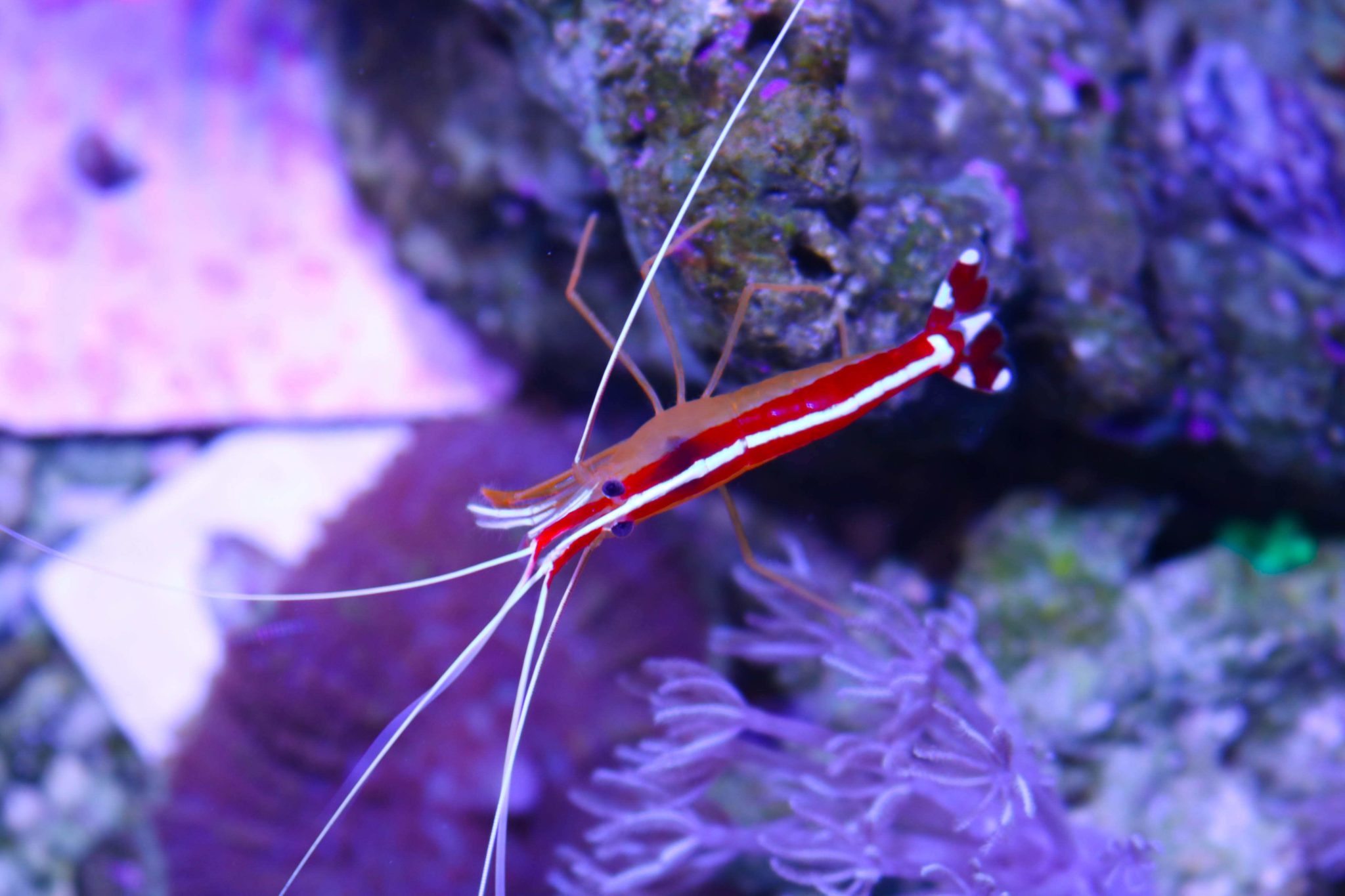 Skunk Cleaner Shrimp - Frag Box Corals