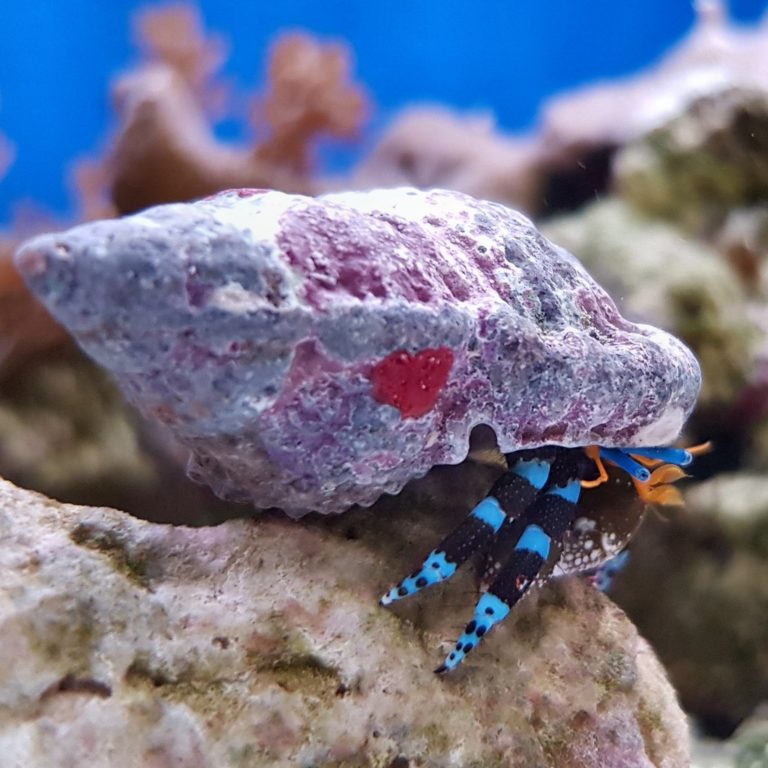 Purple Zebra Hermit - Frag Box Corals