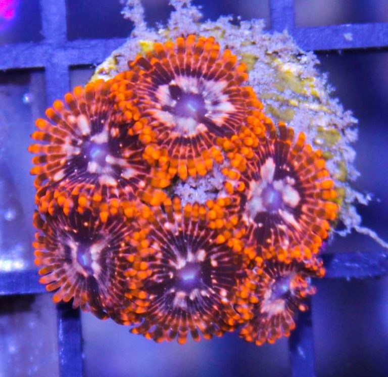 What is a Coral Frag ? Fragbox Corals