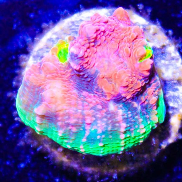 What is a Coral Frag ? Fragbox Corals