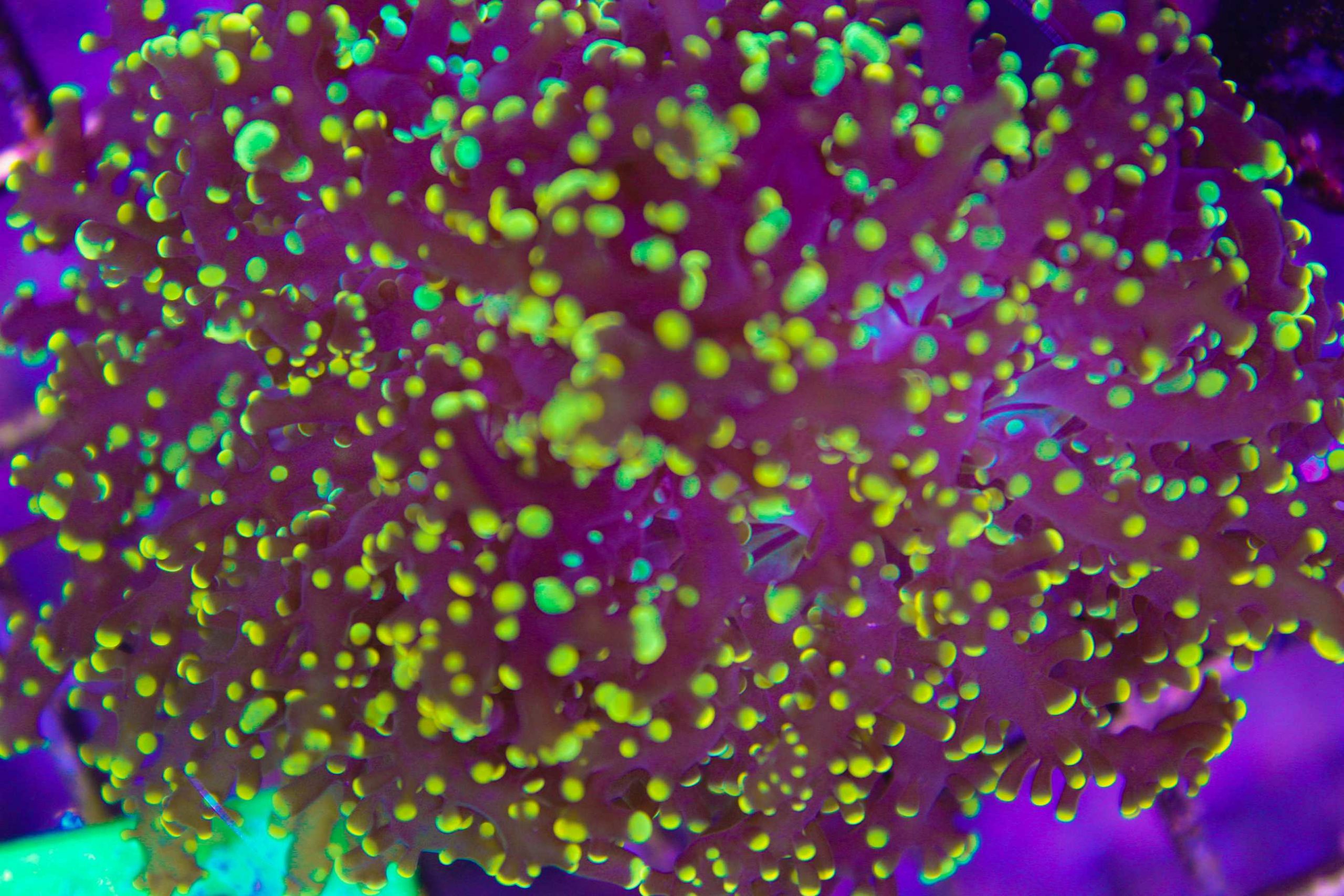 Yellow Frogspawn - Frag Box Corals
