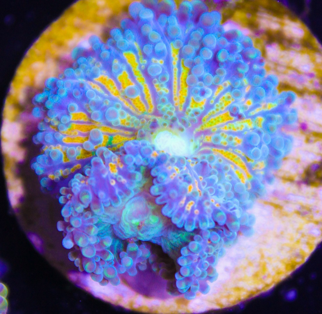 Yuma Coral - Frag Box Corals