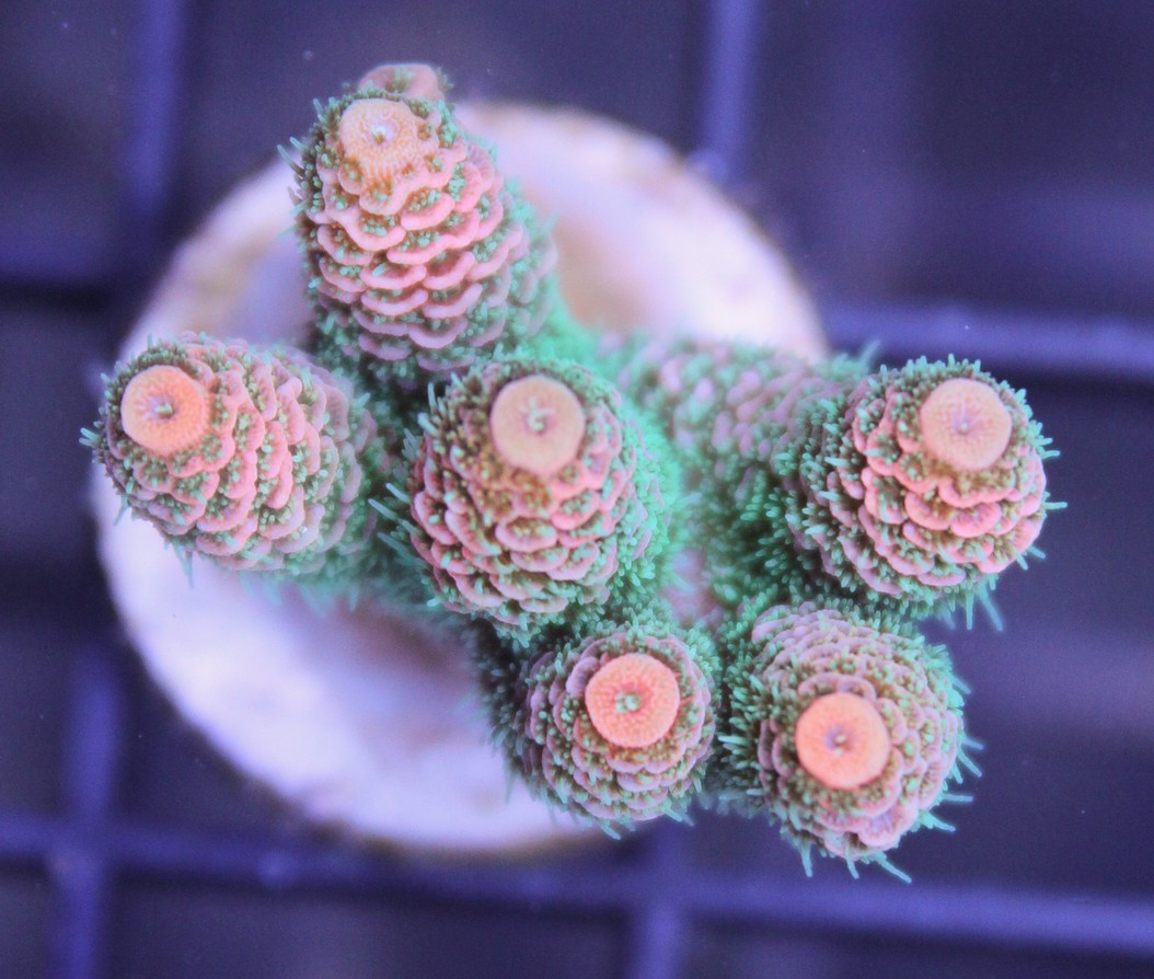 Orange & Green Millepora - Frag Box Corals