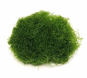 Chaetomorpha Macro Algae - Fragbox Coral