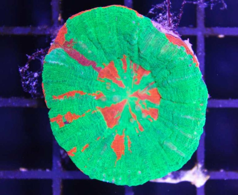 Scolymia Coral - Keeping and caring for your scolies in your reef tank