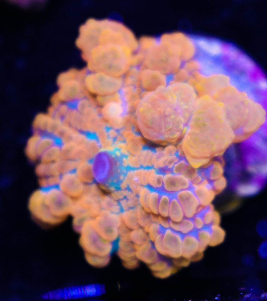 Orange Bounce Mushroom - Frag Box Corals