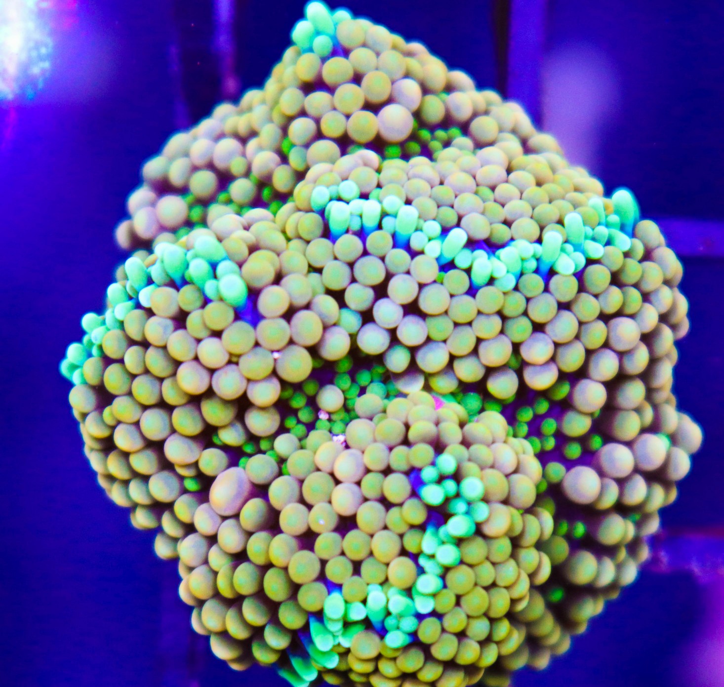 Mushroom Corals - Frag Box Corals