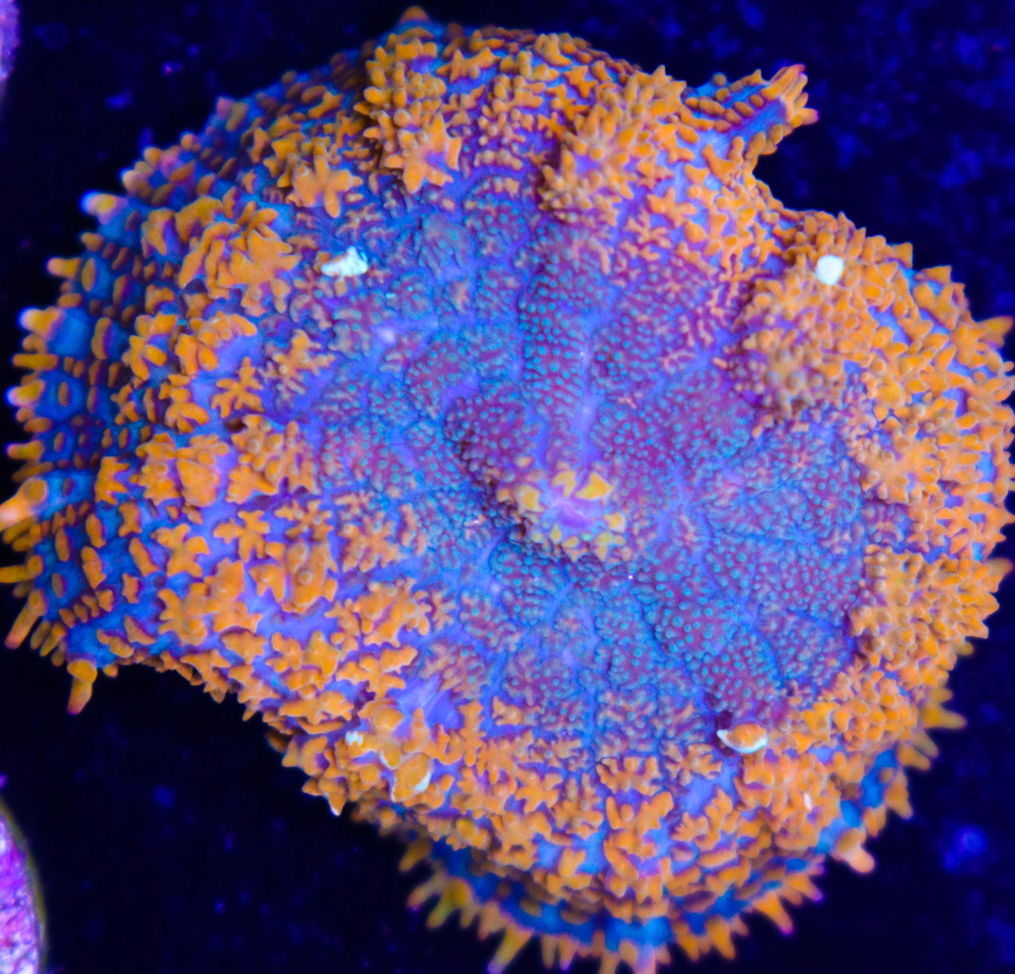 Rhodactis Howesii - Frag Box Corals