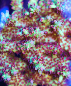 Coral Frags Canada: online coral frags for reef tanks in Canada