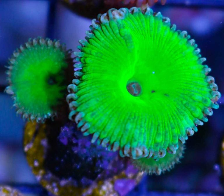 Palythoa Grandis - Frag Box Corals