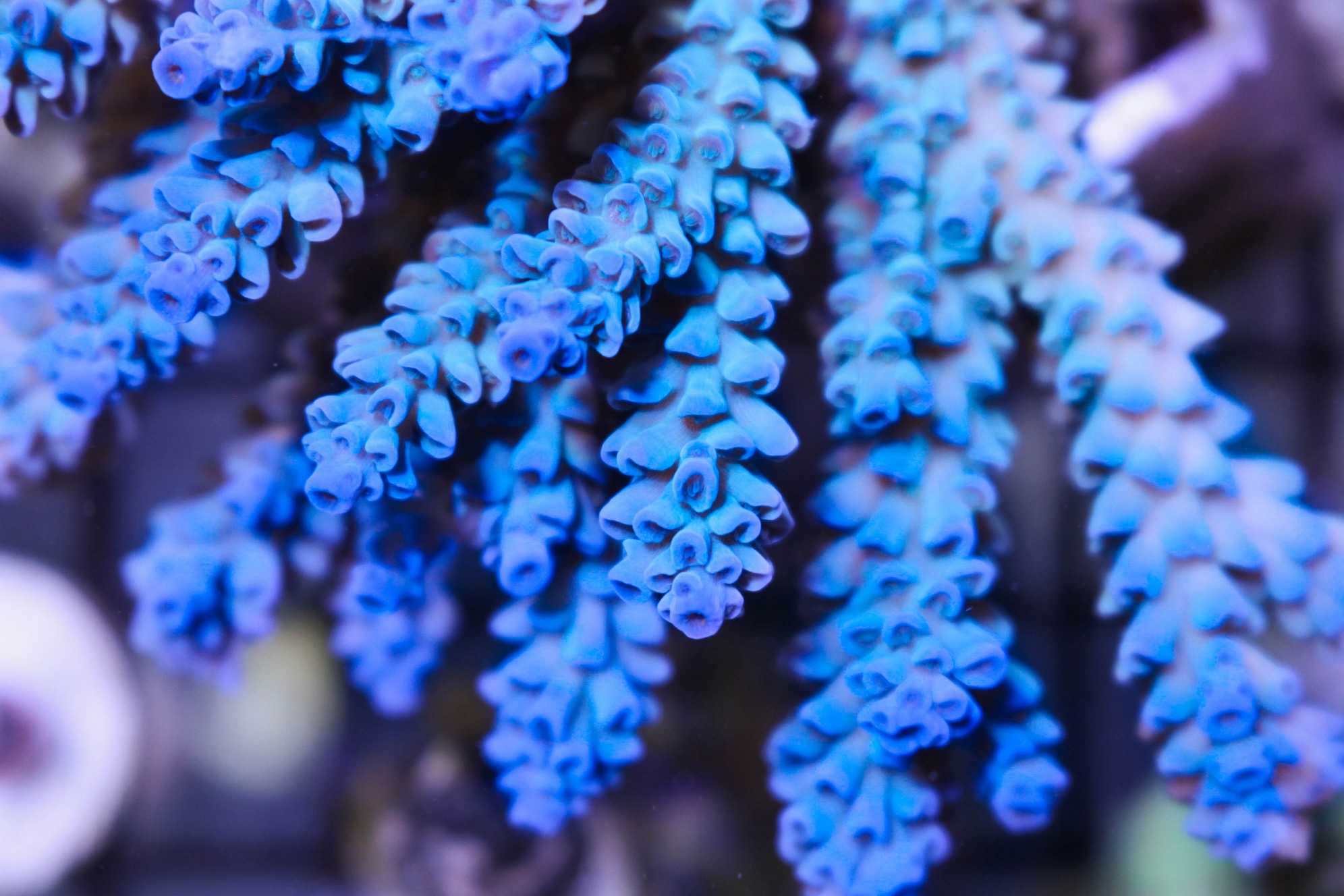 Blue Acropora - Frag Box Corals