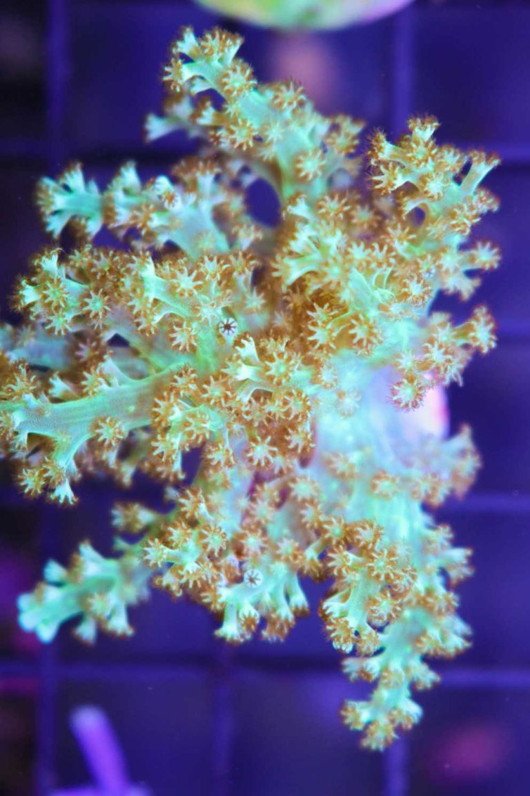 Green Nepthea Coral - Frag Box Corals