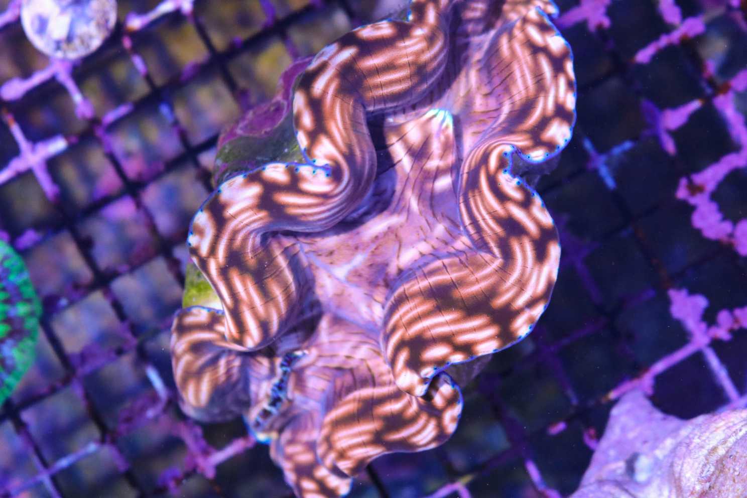 Derasa clam - Frag Box Corals