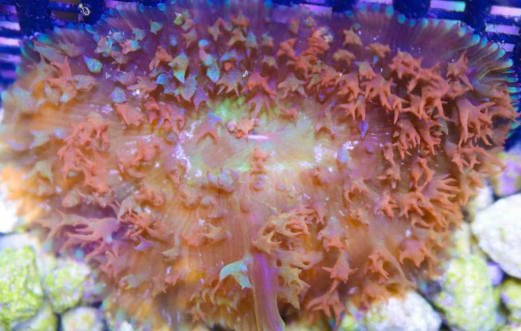 St Thomas Mushroom - Frag Box Corals