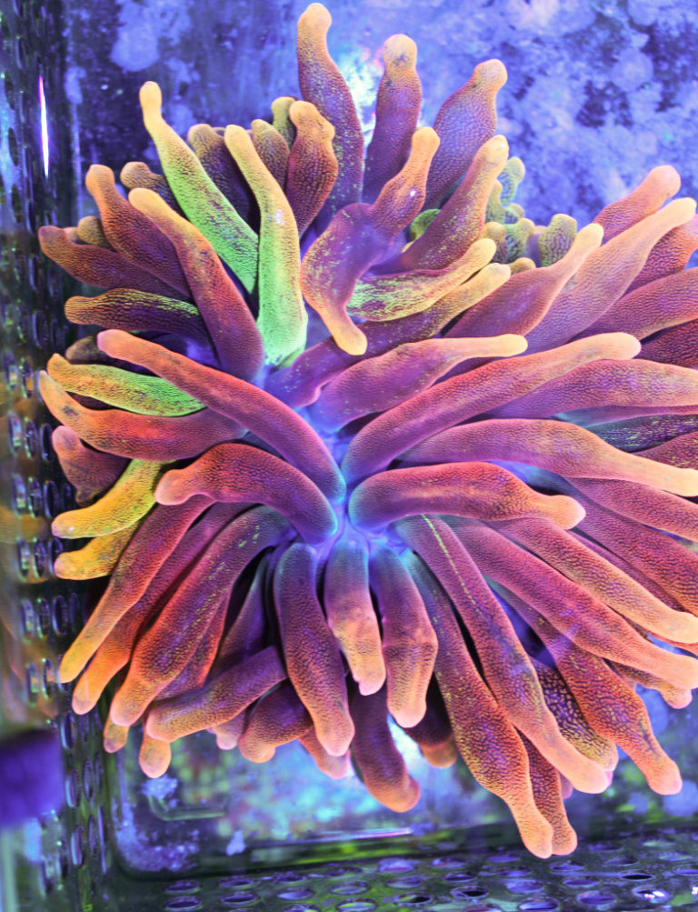 rainbow bubble tip anemone - Frag Box Corals