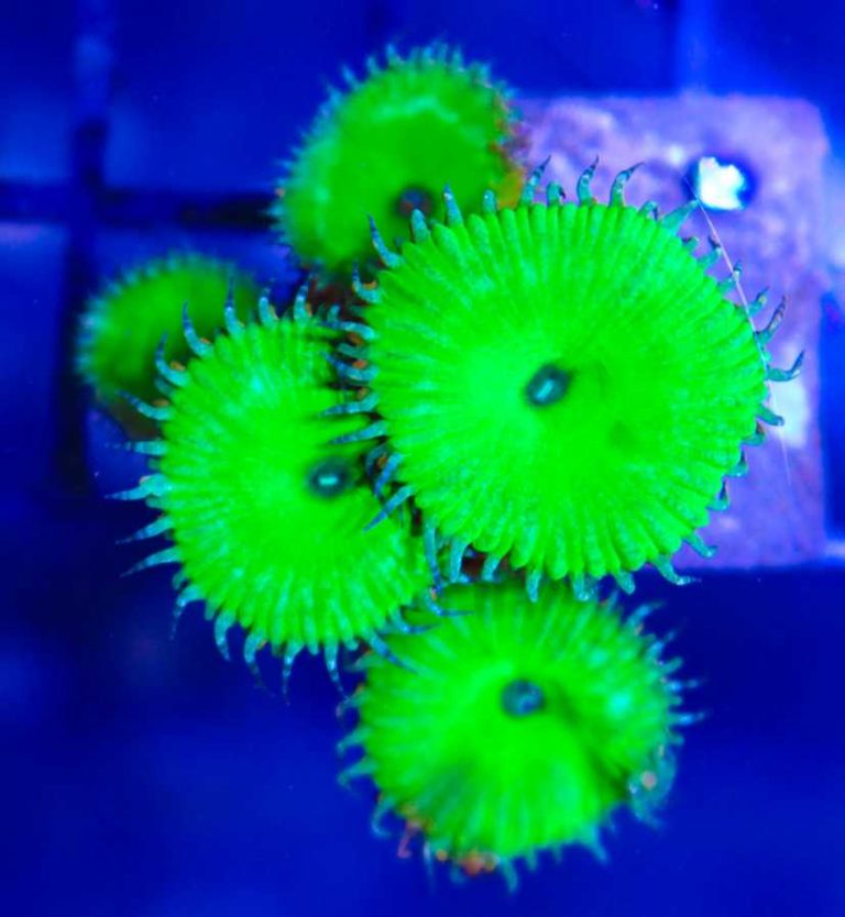 Nuclear Green Palythoas - Frag Box Corals
