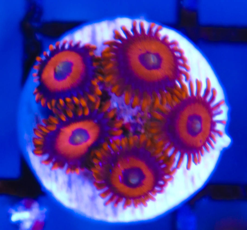 FCC Red Oxide Zoas (4-6 heads) - Frag Box Corals