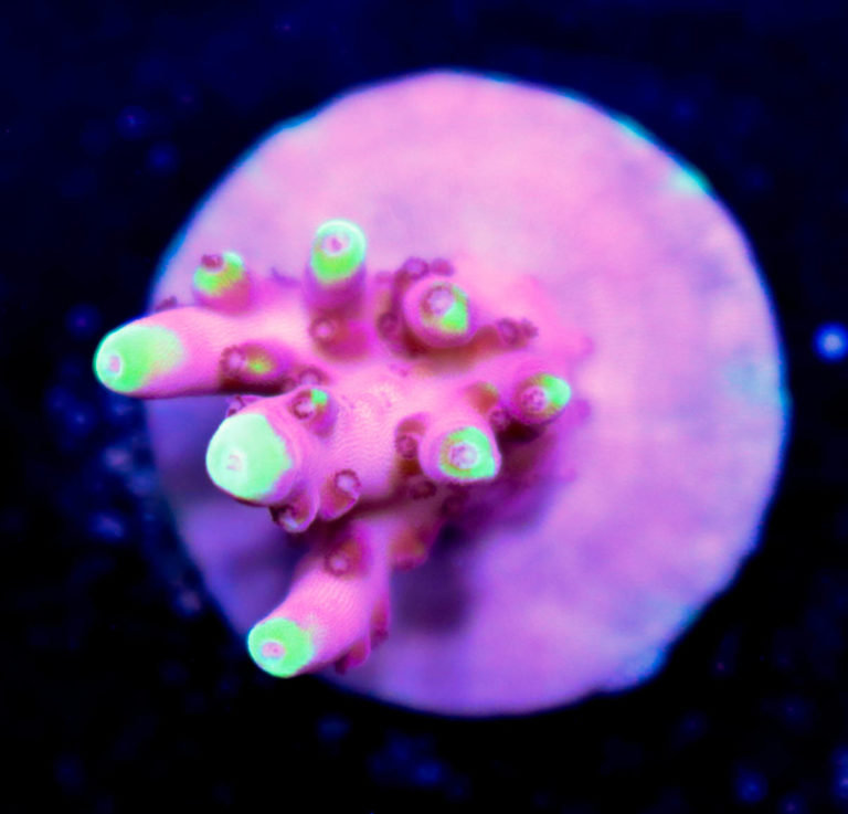 JF Fox Flame - Frag Box Corals