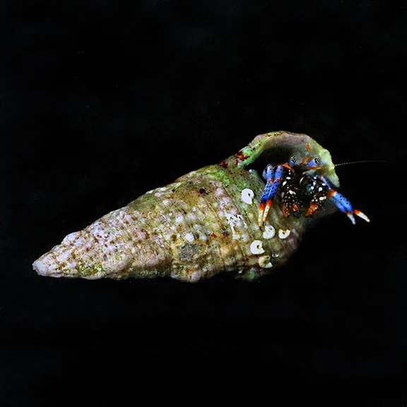 Dwarf Hermit Crab - Frag Box Corals